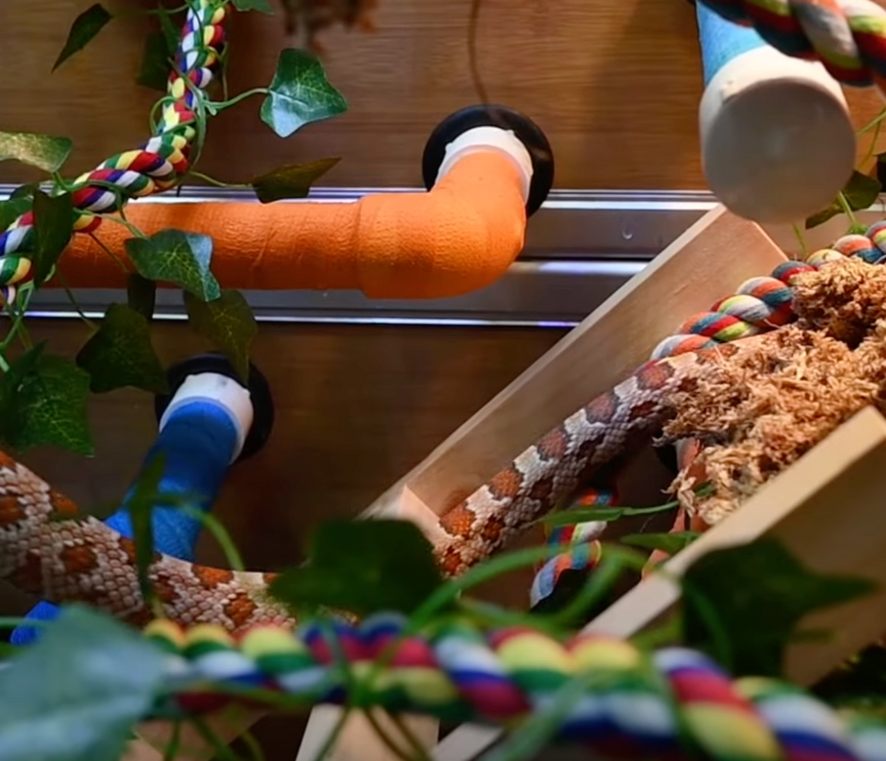 Basics of Providing Enrichment For Snakes – Zen Habitats