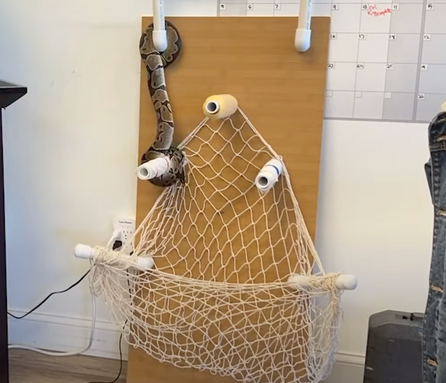 Enriching Your Reptile's Life - Basics of Providing Enrichment For You ...