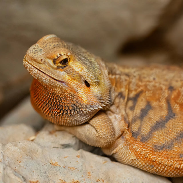 Baby Bearded Dragon Care Guide | Zen Habitats