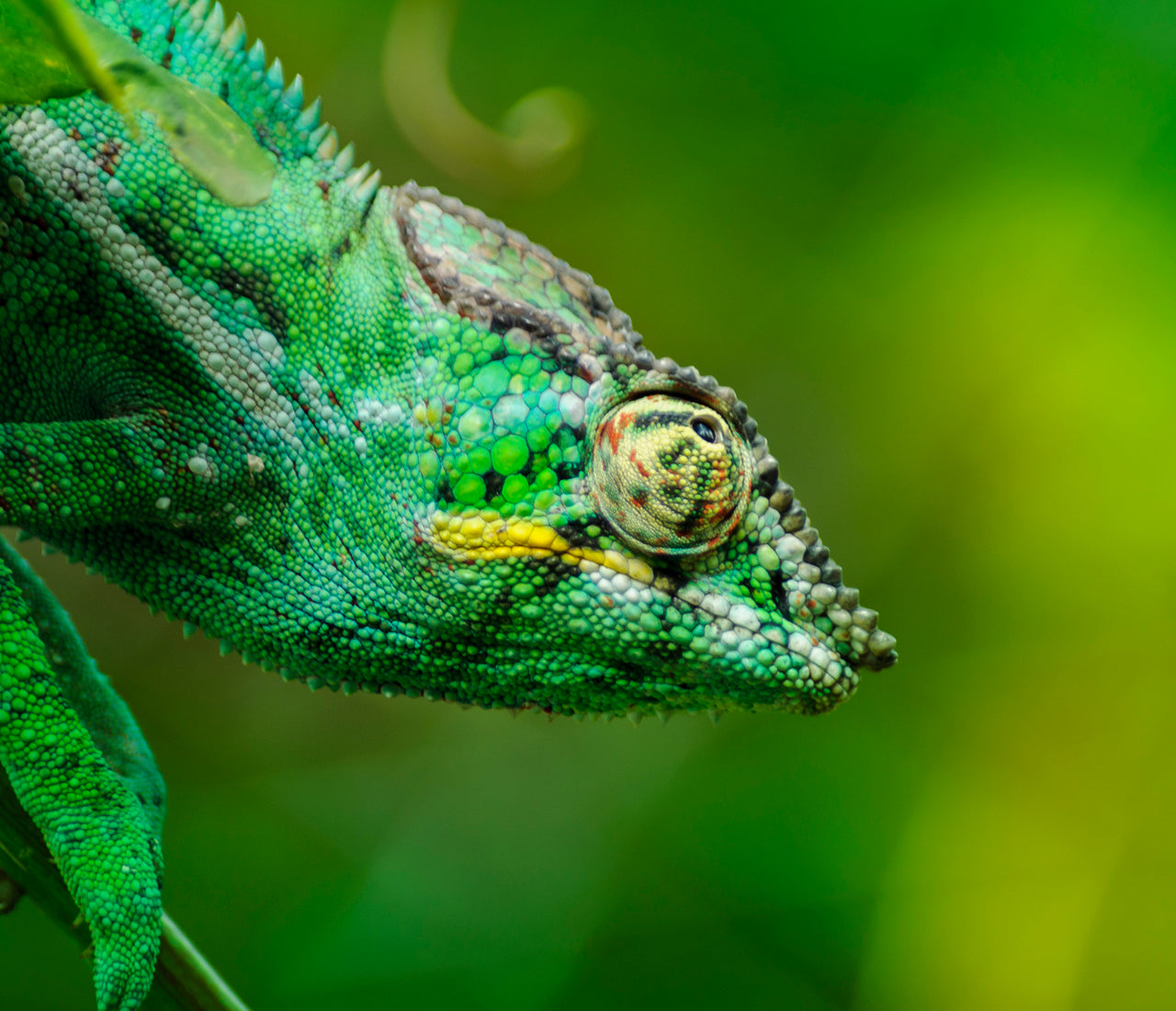 Panther Chameleon Ultimate Shopping List – Zen Habitats