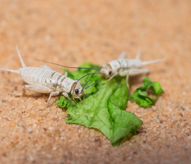 Complete Guide To Gutloading Insects For Your Reptiles | Zen Habitats