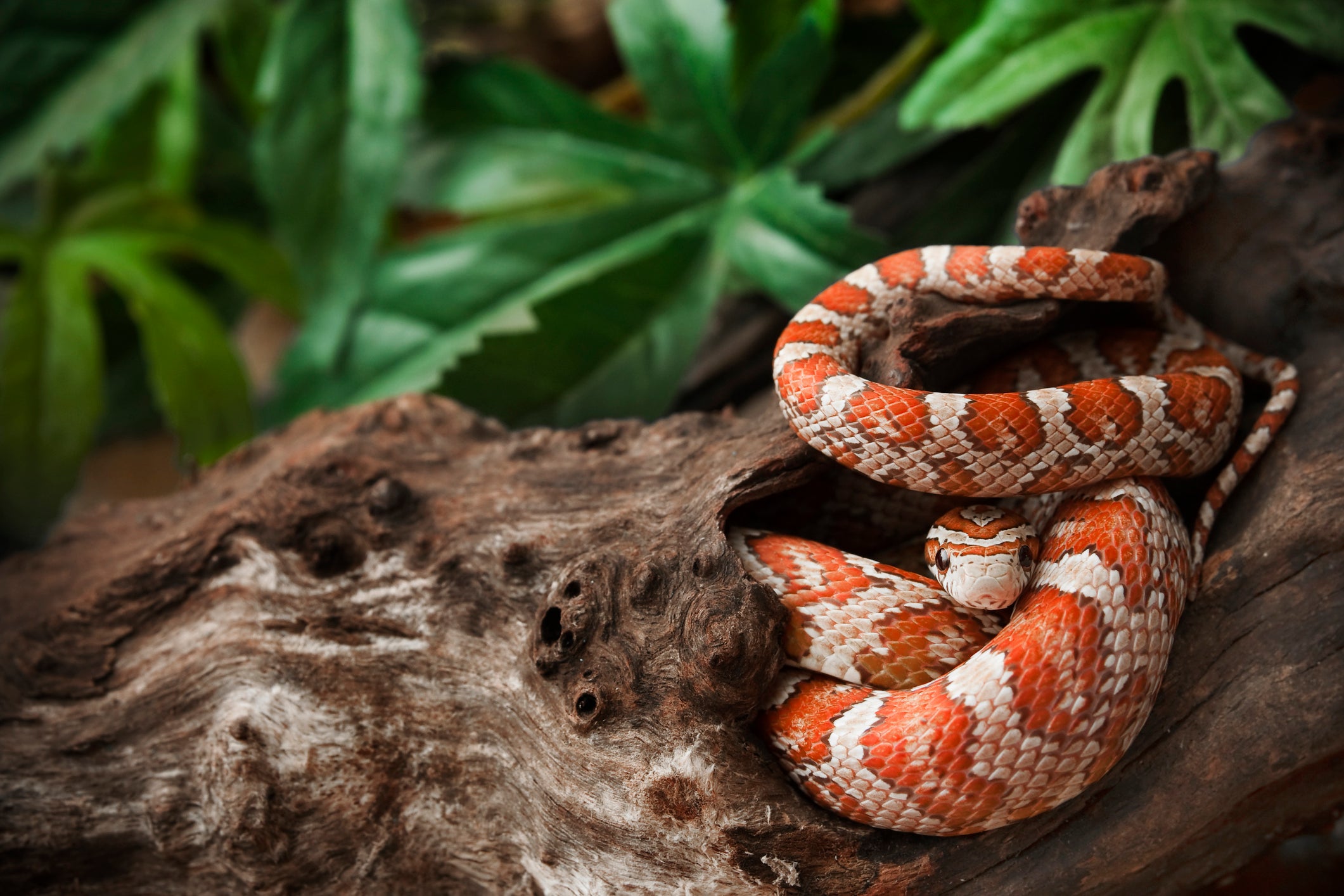 3 Simple Tips On Keeping Your Pet Snake Secure In A Zen Habitats Enclo