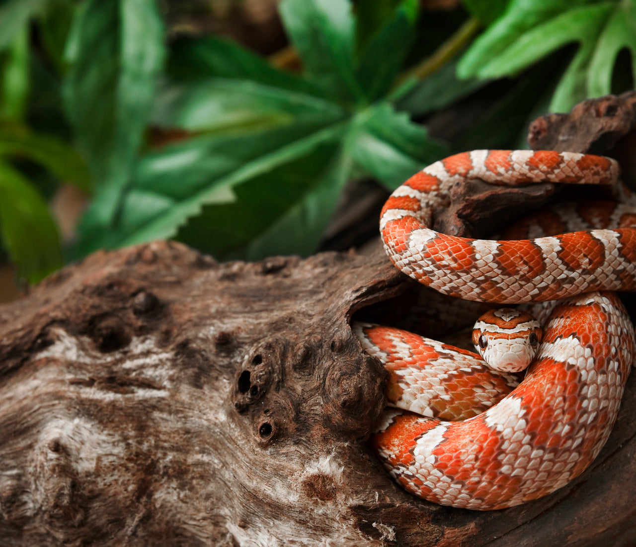 3 Simple Tips On Keeping Your Pet Snake Secure In A Zen Habitats Enclo