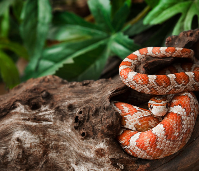 3 Simple Tips On Keeping Your Pet Snake Secure In A Zen Habitats Enclo