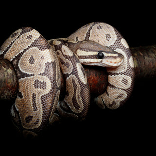 Ball Python Complete Substrate Guide – Zen Habitats