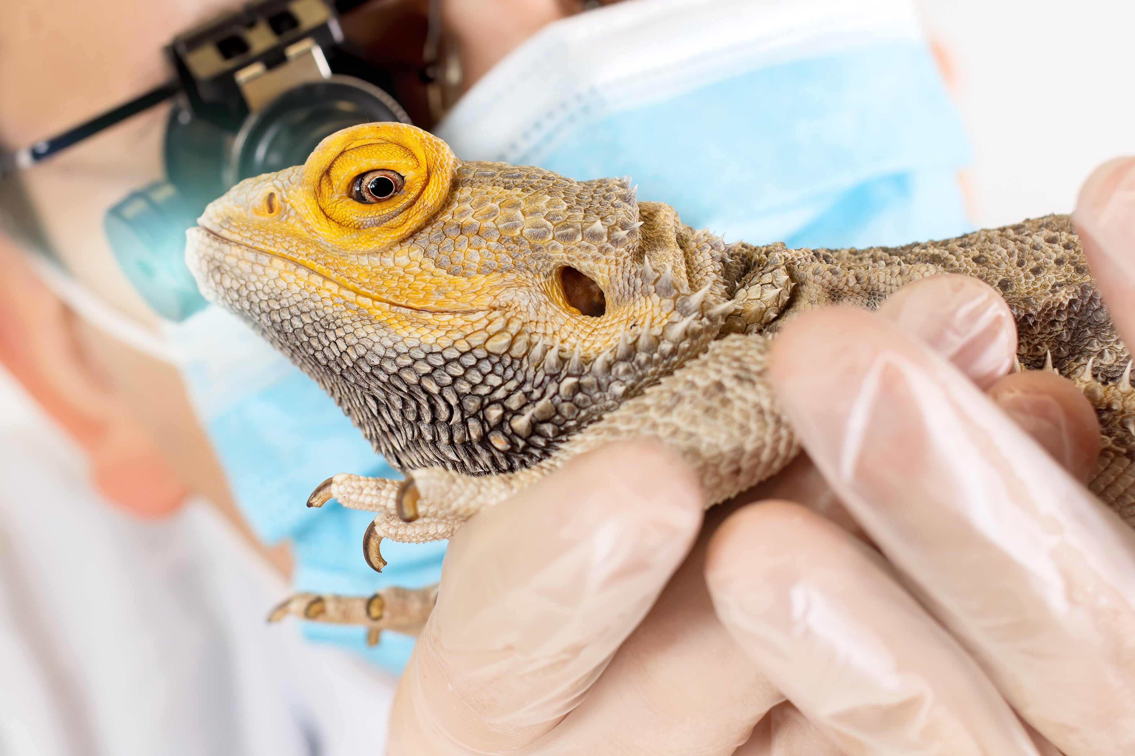 How to Prevent and Treat MBD in Reptiles | Metabolic Bone Disease – Zen ...