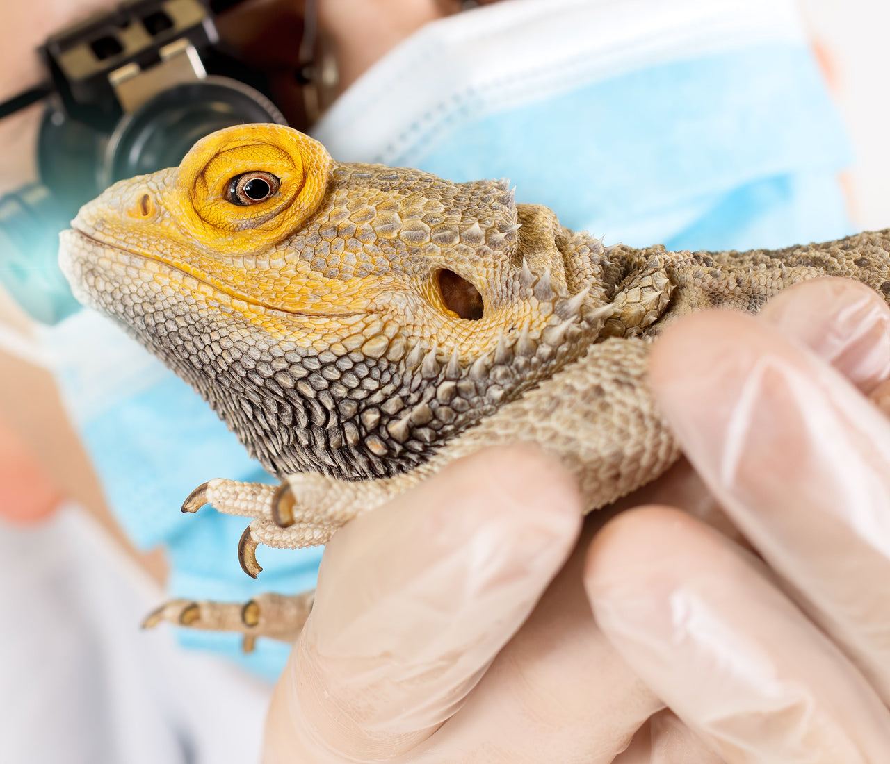 How to Prevent and Treat MBD in Reptiles | Metabolic Bone Disease – Zen ...