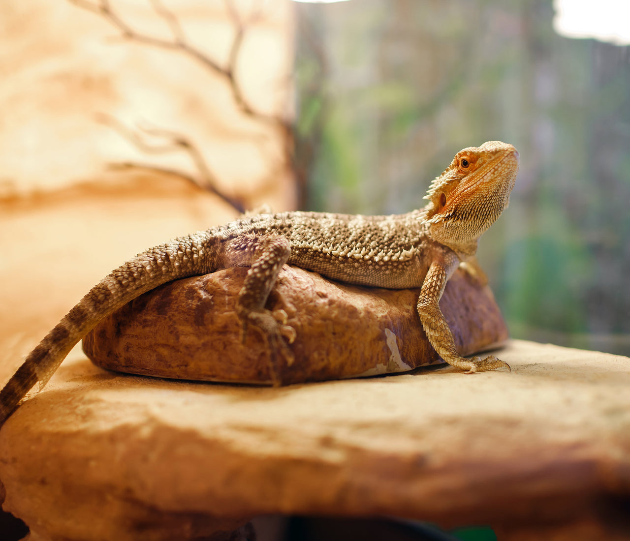 Reptile Safe Disinfectant Cleaners – Zen Habitats