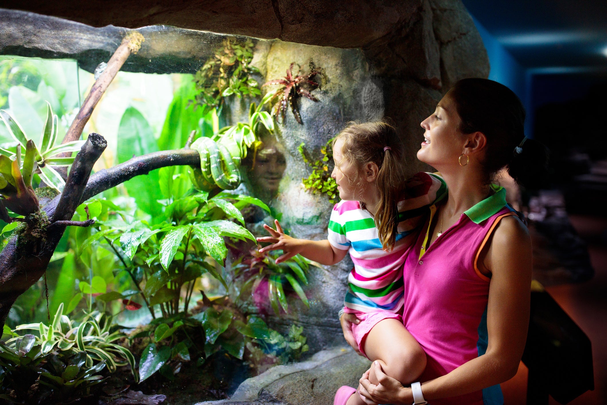 A Guide to Humane Care for Reptiles | The Five Freedoms of Animal Welf ...