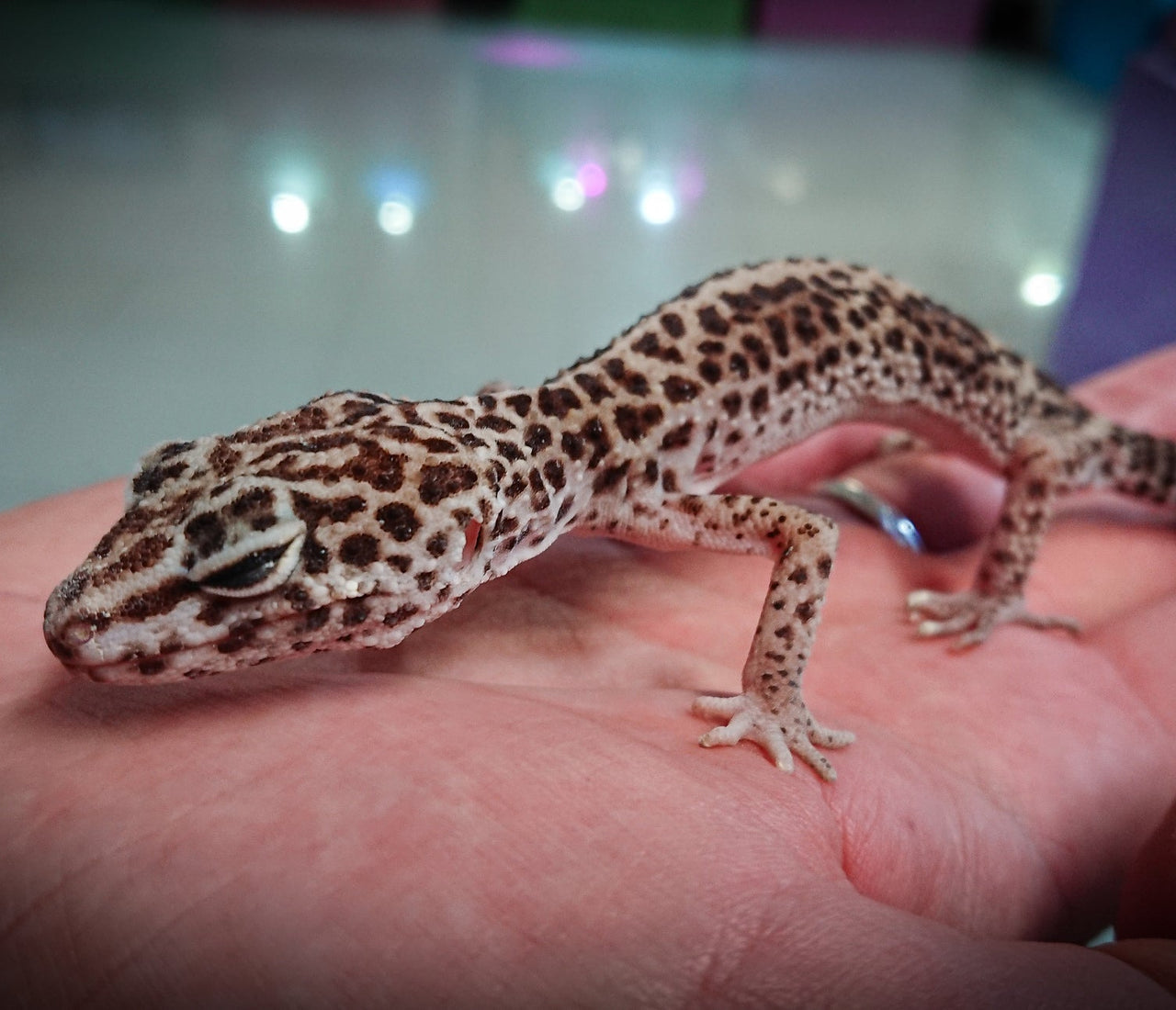 Understanding Cryptosporidium in Reptiles: What It Is, Testing, Quaran ...