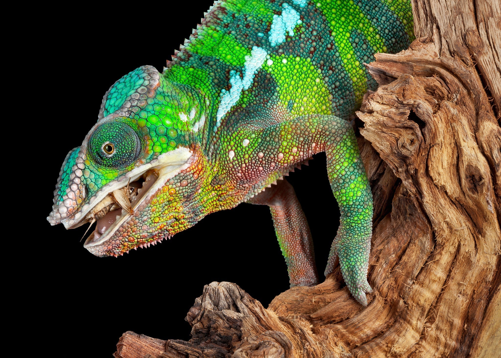 Do Crickets Give Reptiles Parasites? – Zen Habitats
