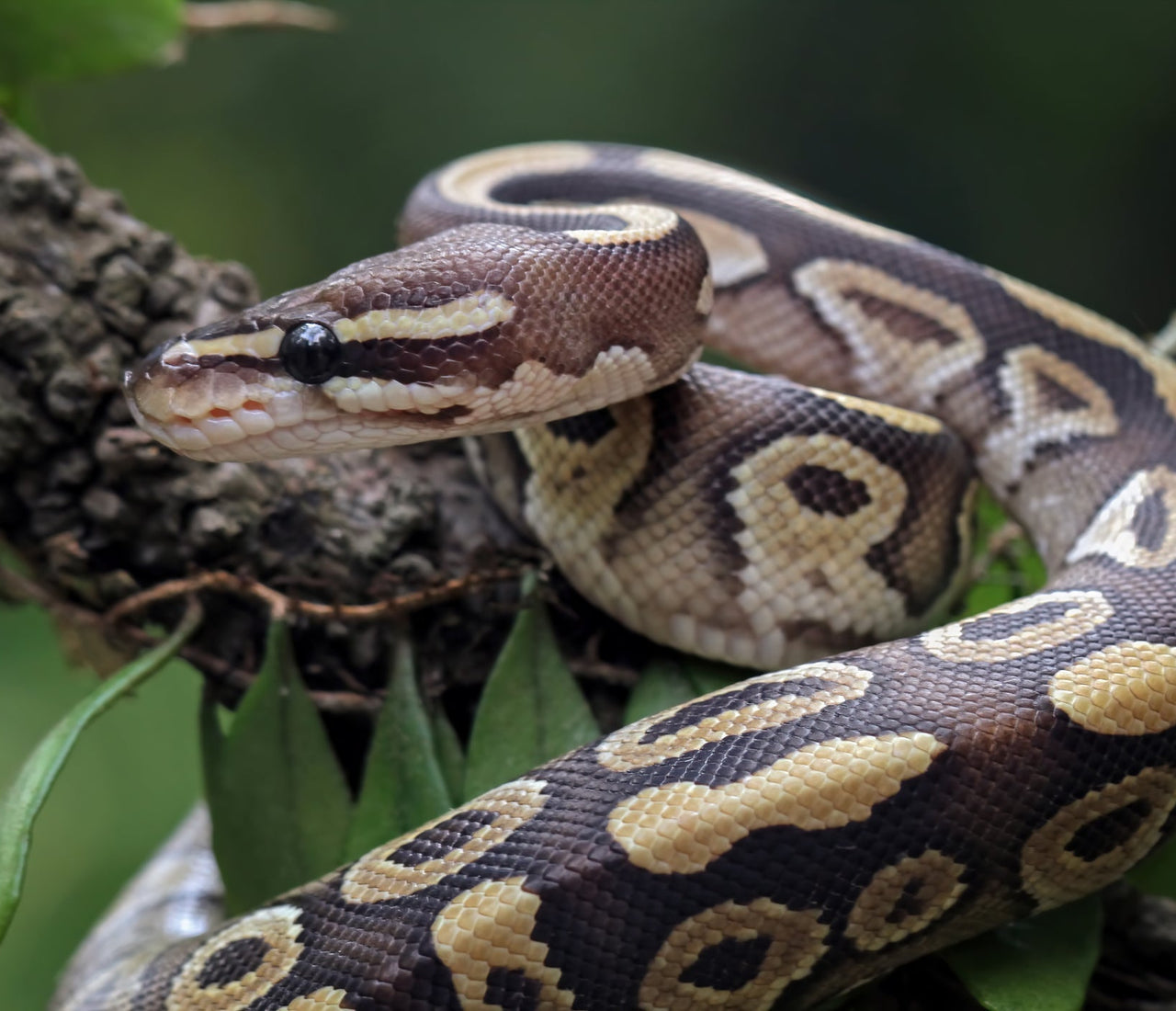 How to Limit Cross-Contamination Between Reptiles in the Same House ...