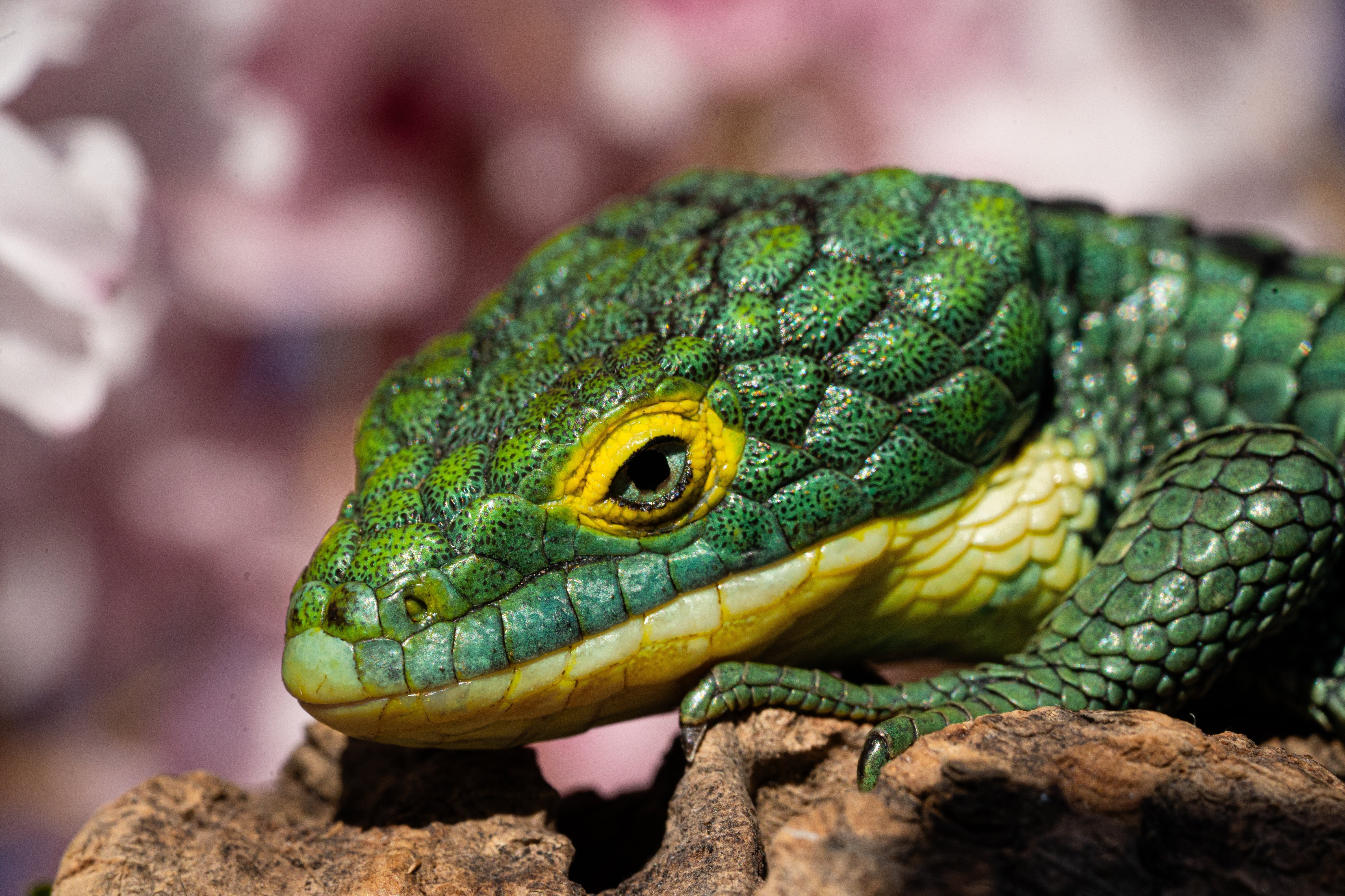 Saving the Reptiles! - How Conservation Protects At-Risk Species – Zen ...