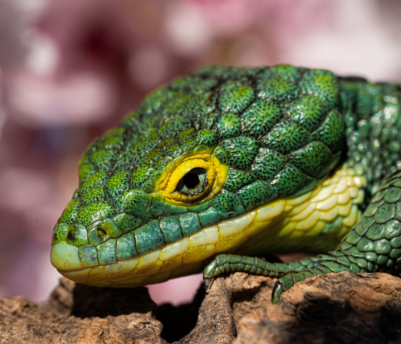 Saving the Reptiles! - How Conservation Protects At-Risk Species – Zen ...