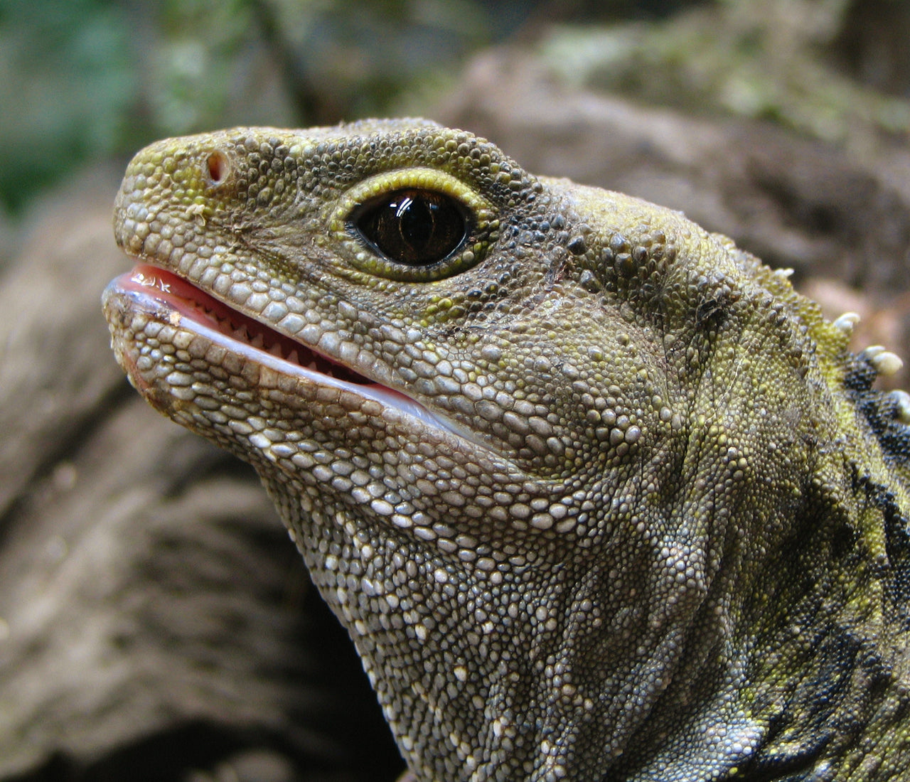 Netflix’s “Leo” | All About the Tuatara That Inspired the Movie – Zen ...