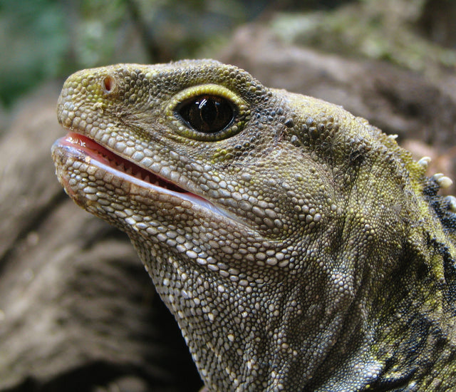 Netflix’s “Leo” | All About the Tuatara That Inspired the Movie – Zen ...