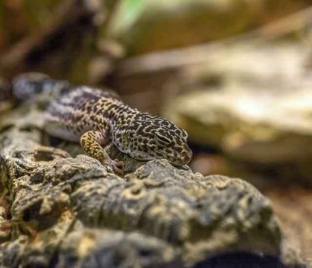 Overhead Heating vs. Under Tank Heating for Leopard Geckos – Zen Habitats