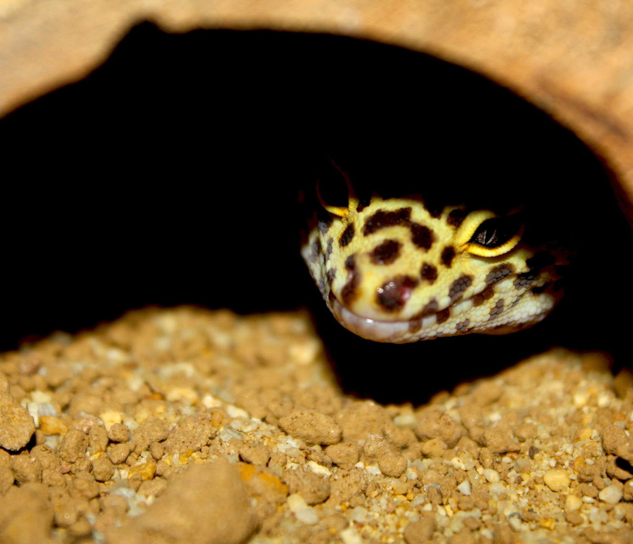 Cryptic Basking in Reptiles | What Is It? – Zen Habitats