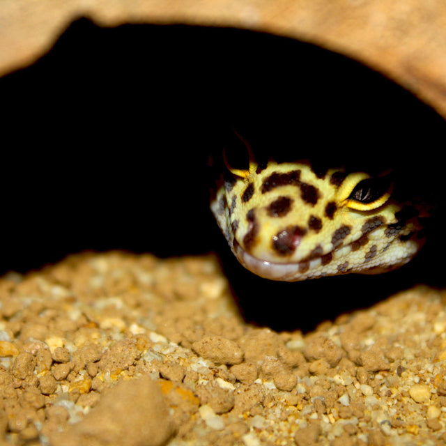 Leopard Gecko Complete Lighting and Heating Guide – Zen Habitats