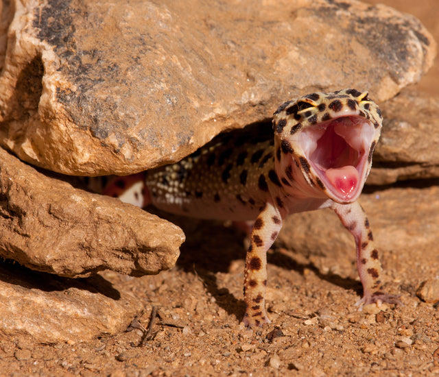 Leopard Gecko Complete Substrate Guide – Zen Habitats