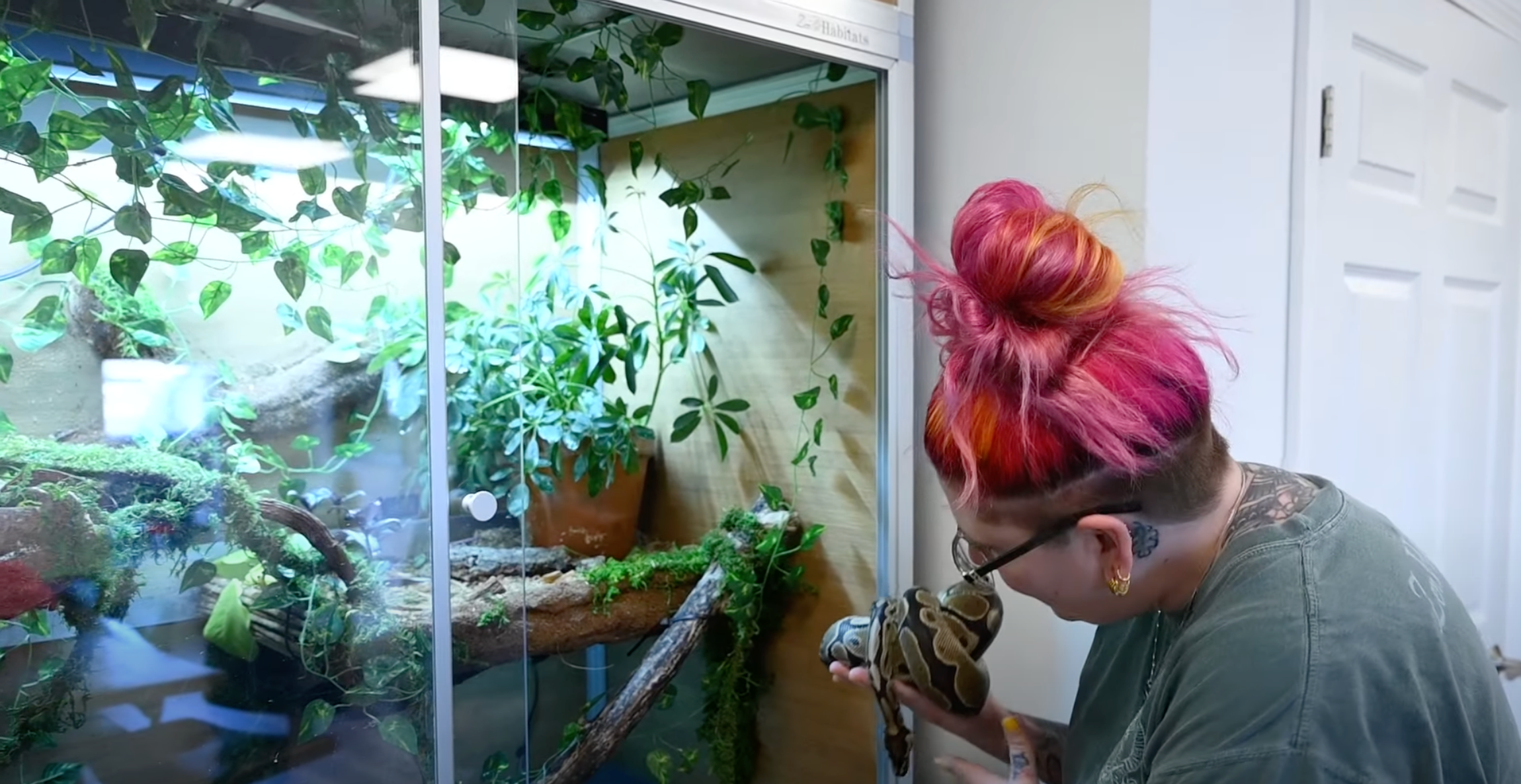 Creating A Large, Enriching Ball Python Enclosure! – Zen Habitats