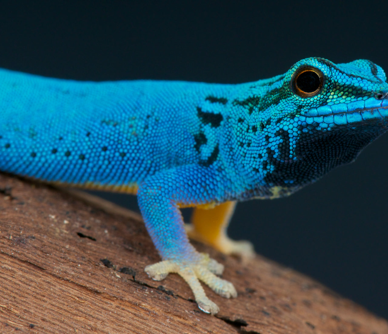 15 of the Most Colorful Reptiles in the World | That You Can Own as a ...
