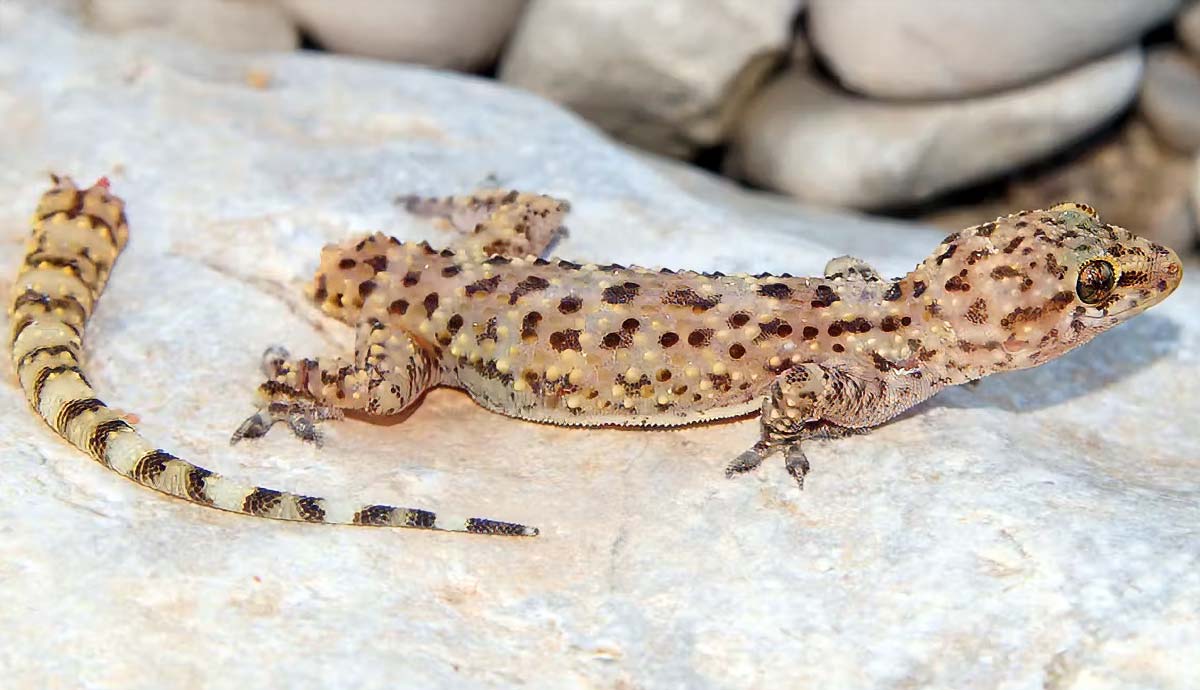 Why Do Geckos Drop Their Tails? | Zen Habitats