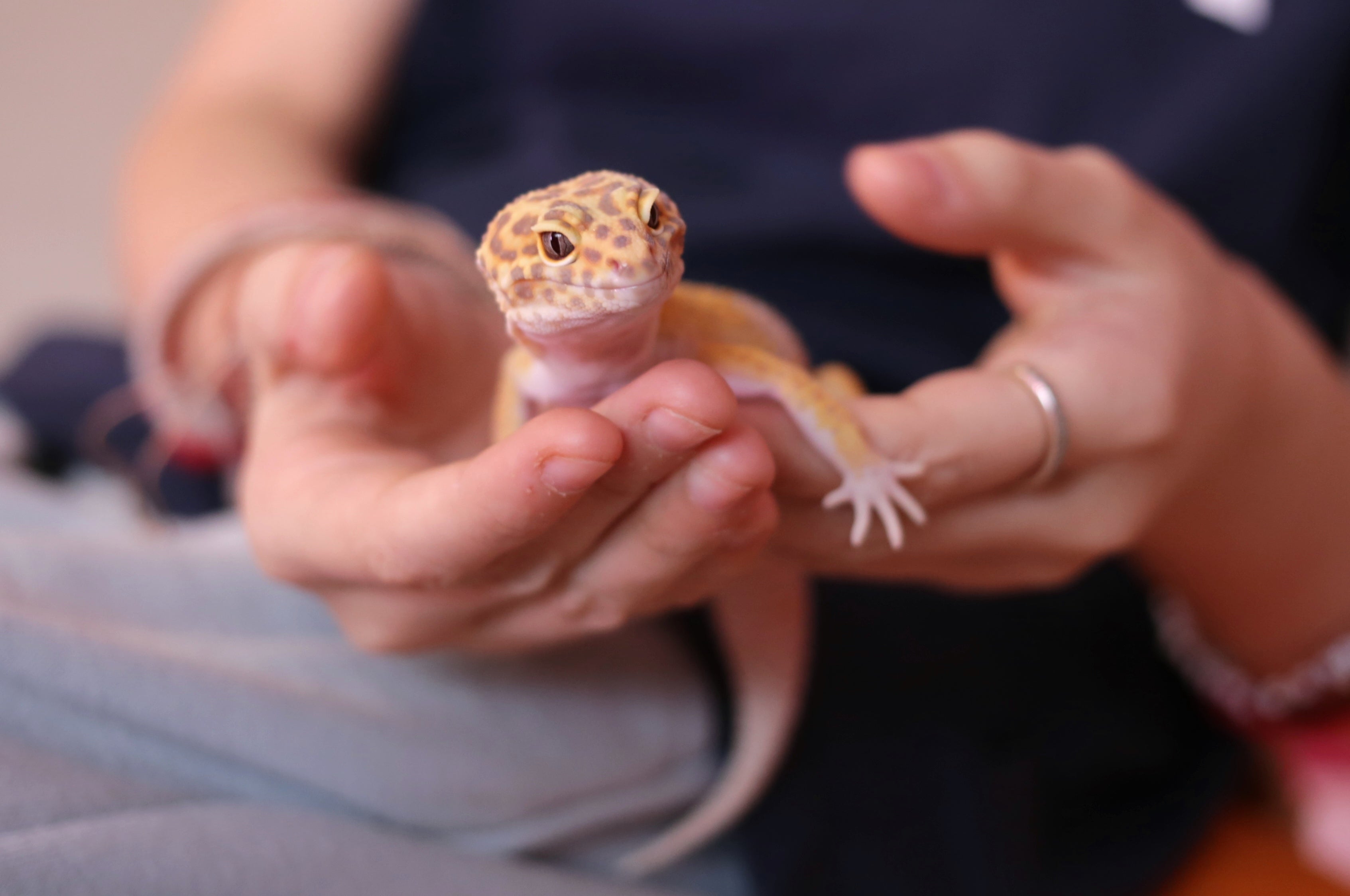 How to Pick the Right Pet Reptile Species for You – Zen Habitats