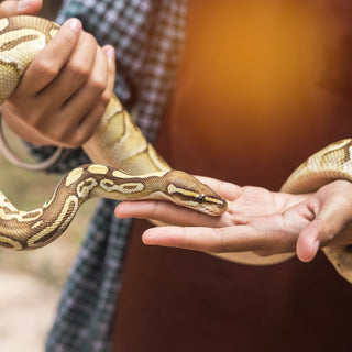 how often should you soak a ball python