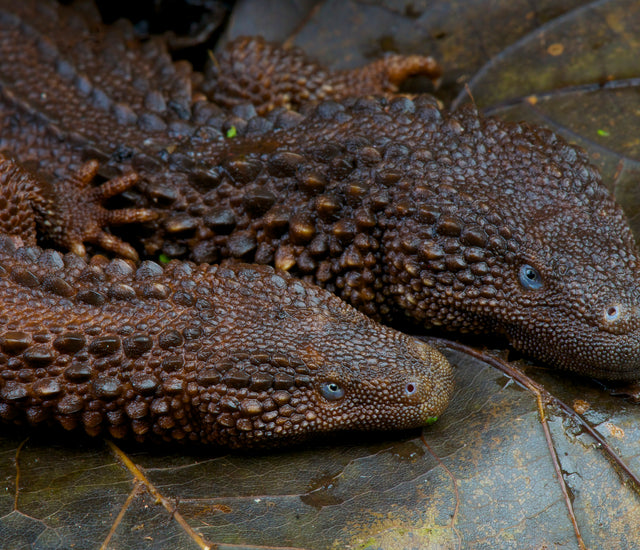 5 Rarest, Sought After Reptiles from Around the World – Zen Habitats