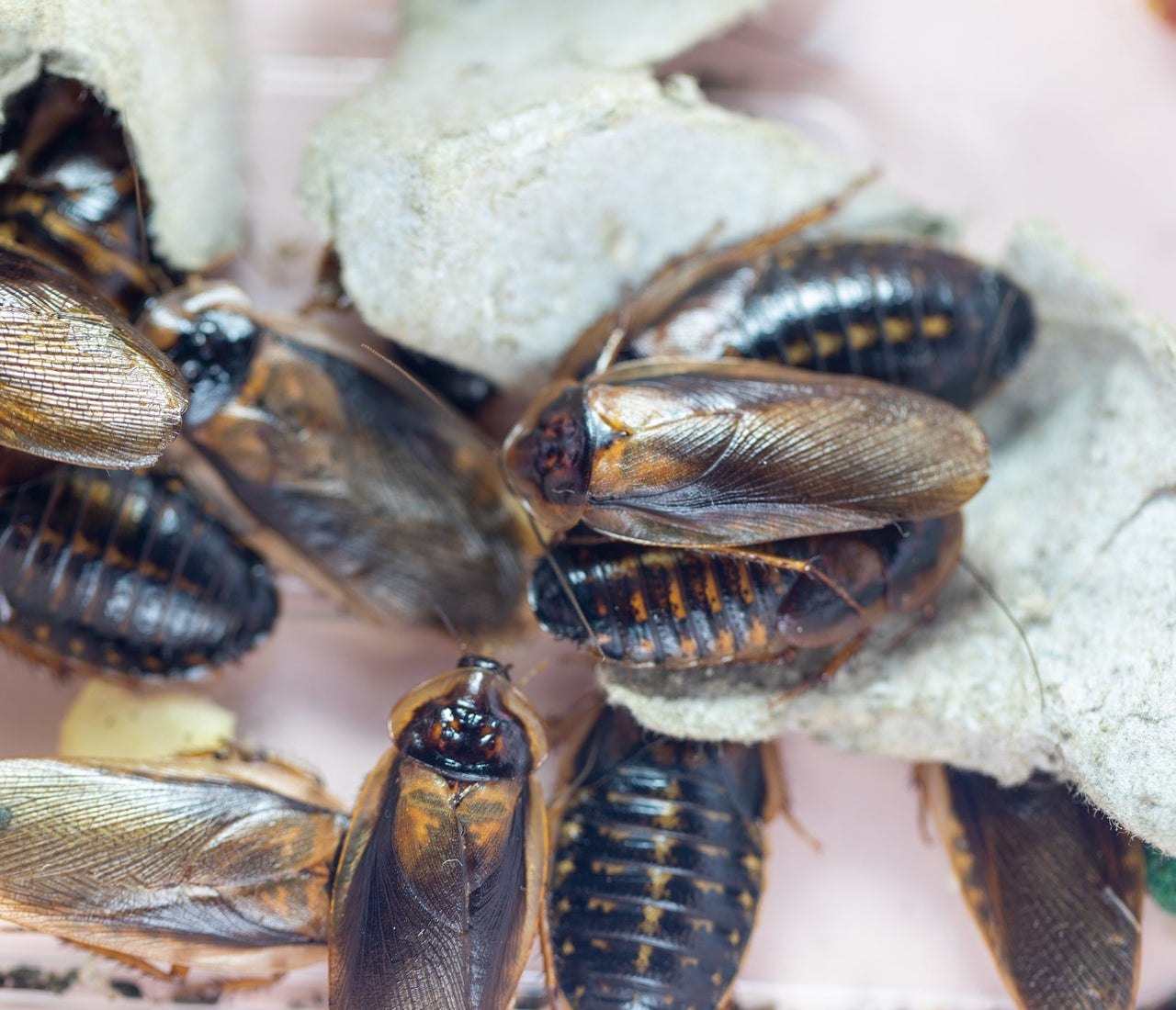 How to Set Up Easy Maintenance Feeder Insect Tubs for Reptiles – Zen ...