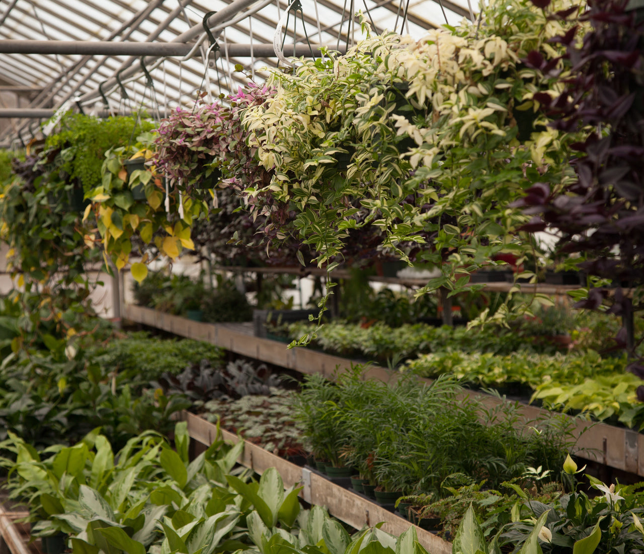 Are Hardware Store Plants Safe for Reptiles? – Zen Habitats