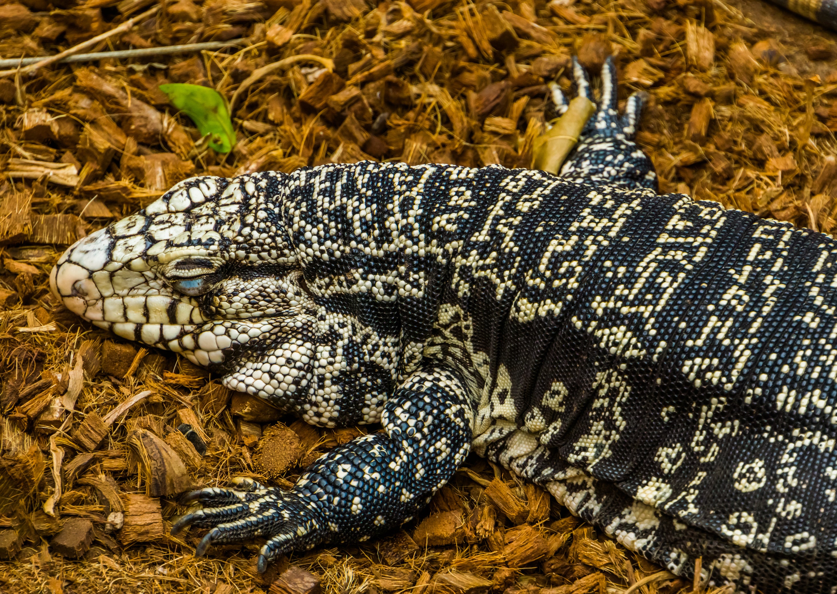 All About Reptile Brumation | Everything You Need to Know – Zen Habitats