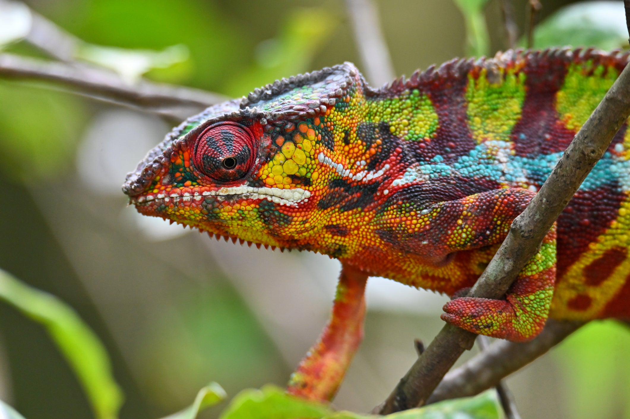 5 Reptiles That Can Live in a 4x2x4 Enclosure – Zen Habitats