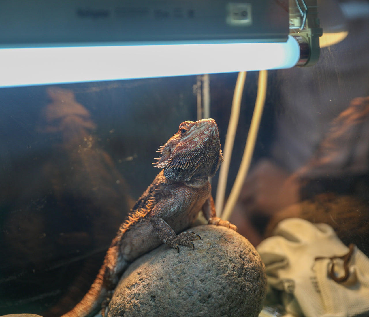 Sunbeam or Shade Method | UVB Methods for Reptiles – Zen Habitats
