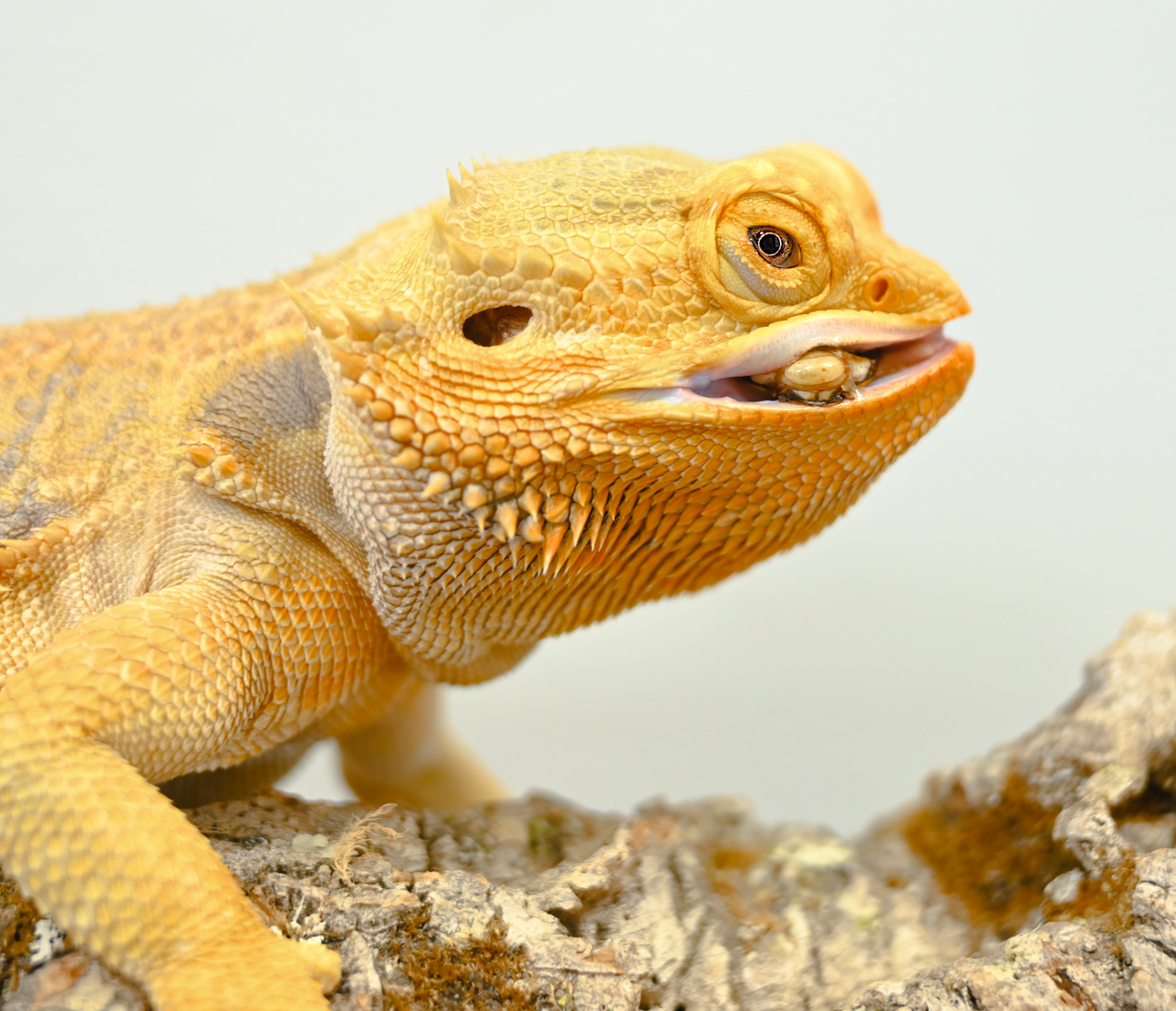What is Poisonous to Reptiles? | Don't Feed THESE To Your Reptile! – Zen Habitats