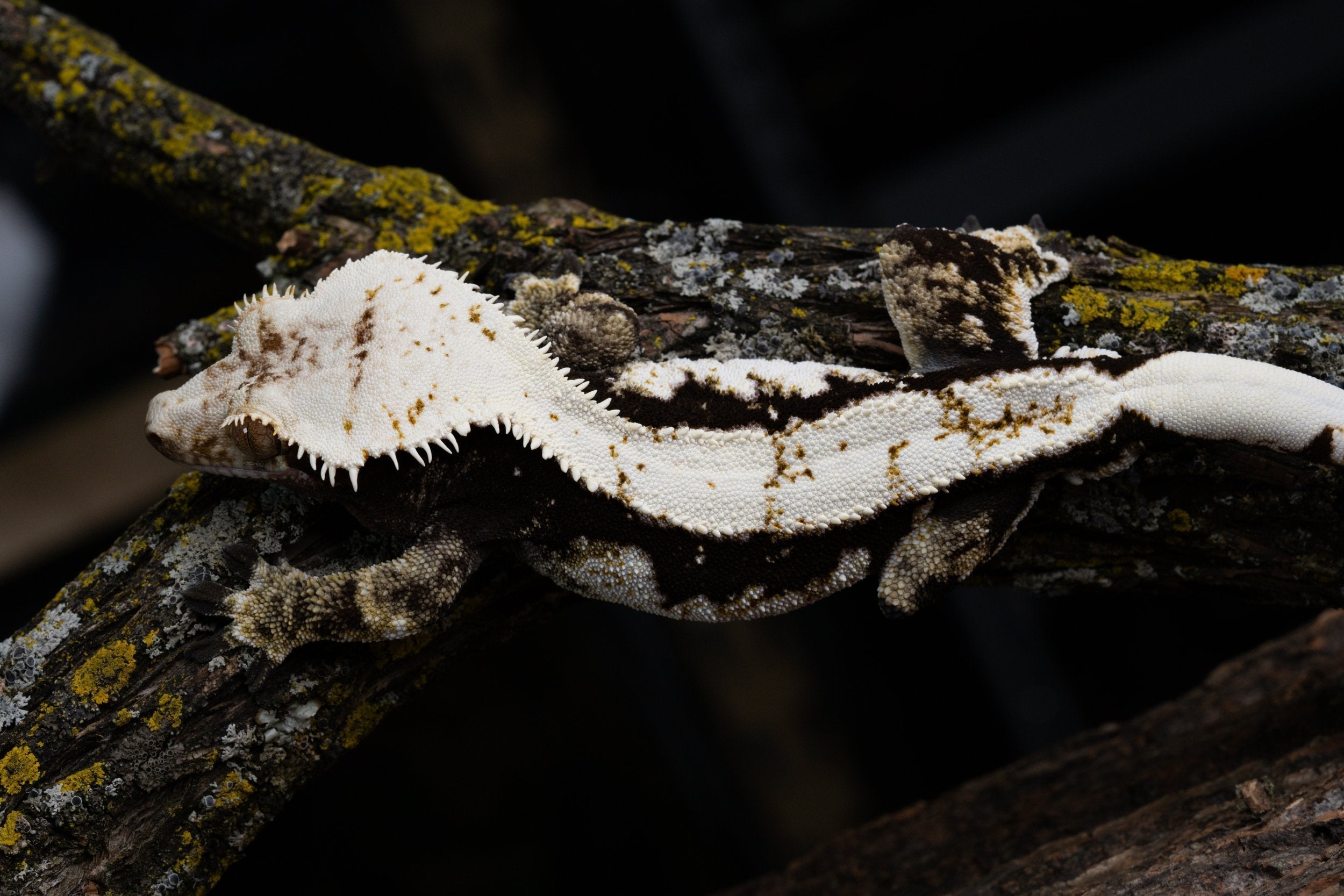 Crested Gecko Essential Care Information – Zen Habitats