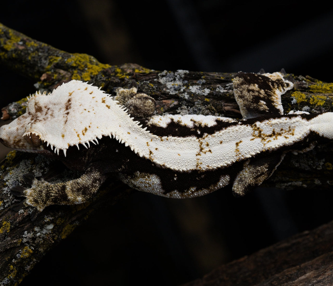 Crested Gecko Essential Care Information – Zen Habitats