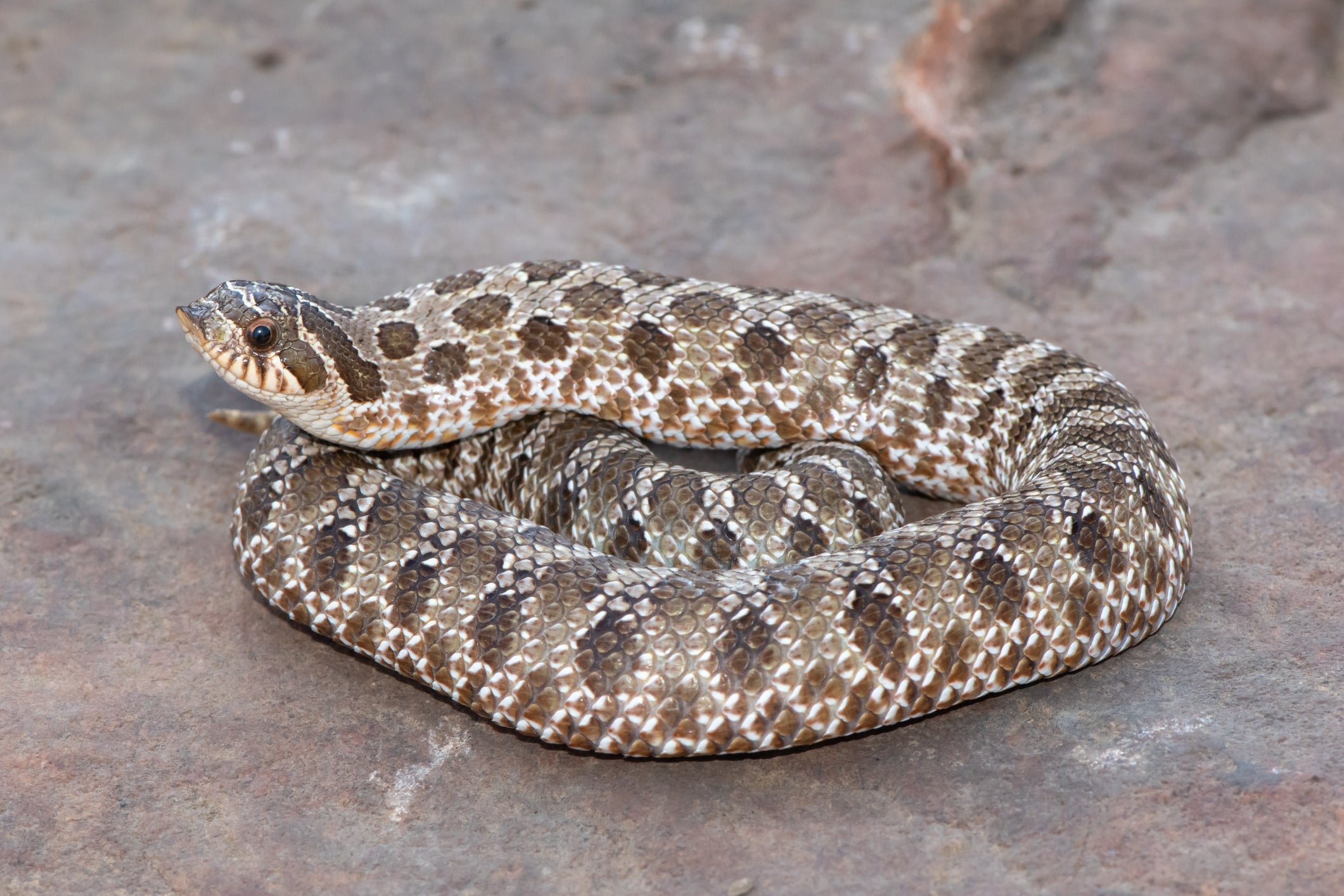 Western Hognose Snake Essential Care Information – Zen Habitats