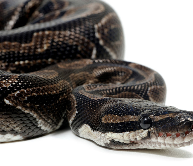 Ball Python Ultimate Shopping List | Everything You Need To Get Starte ...