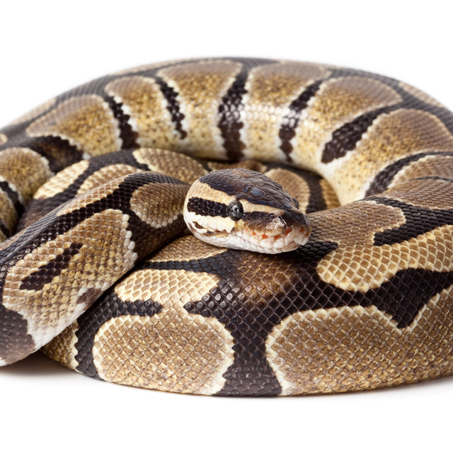 Reptile Enclosures - Habitats for Lizards and Snakes | Zen Habitats