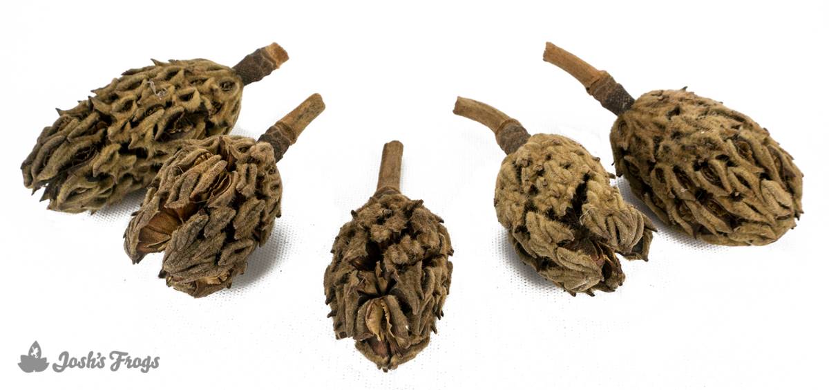 Magnolia Pods (5 pods) – Zen Habitats