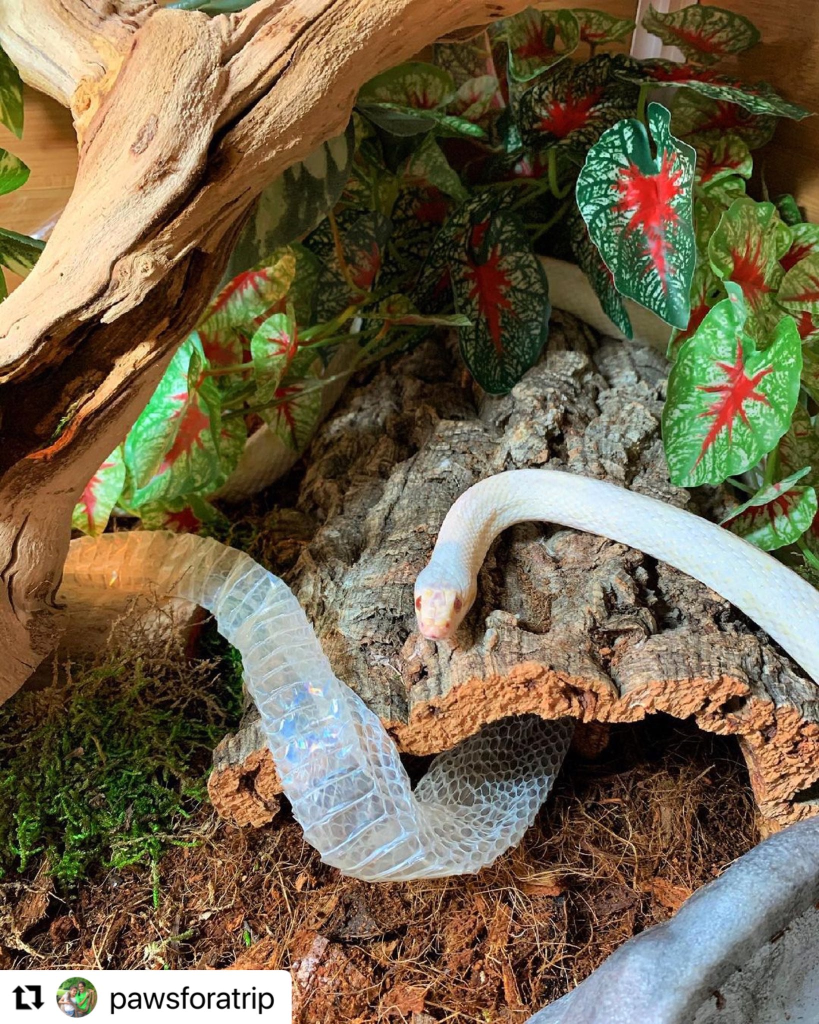 Spacious and Secure Snake Enclosures: Tanks, Terrariums, and Cages for ...
