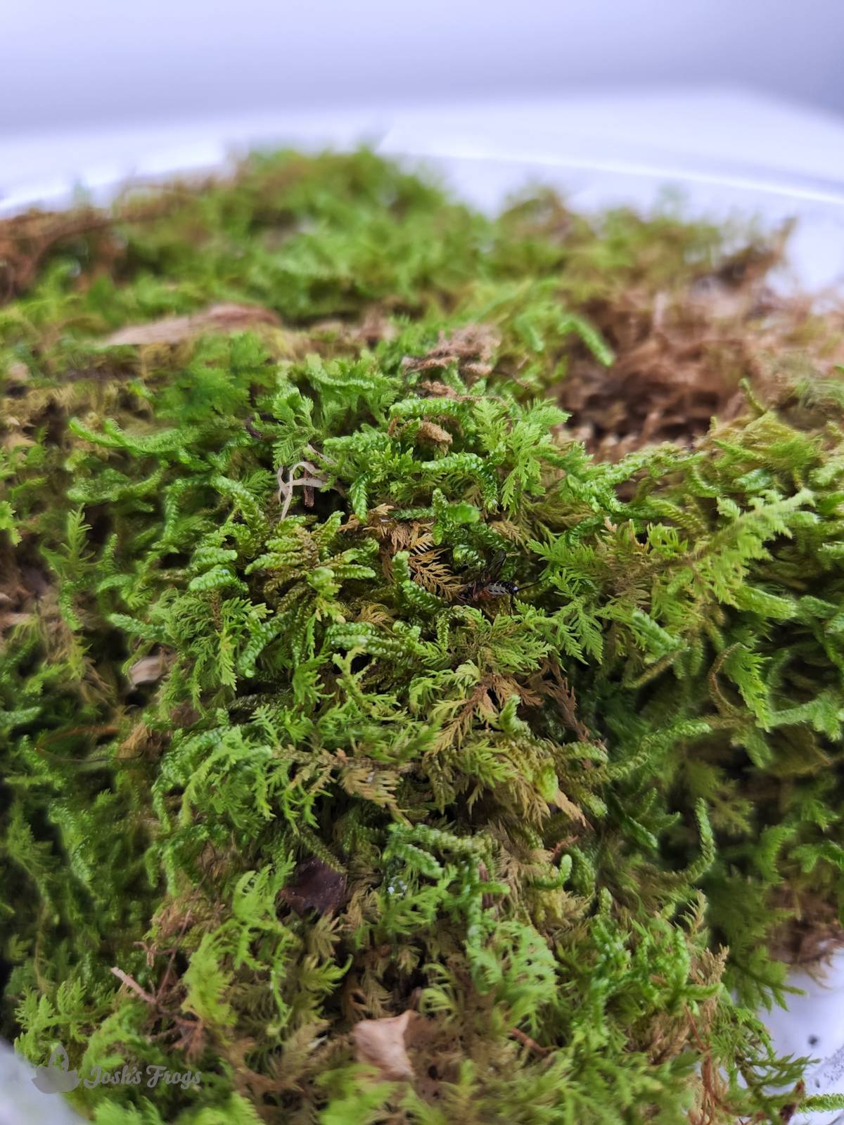 Fresh Sheet Moss (2 quart) – Zen Habitats