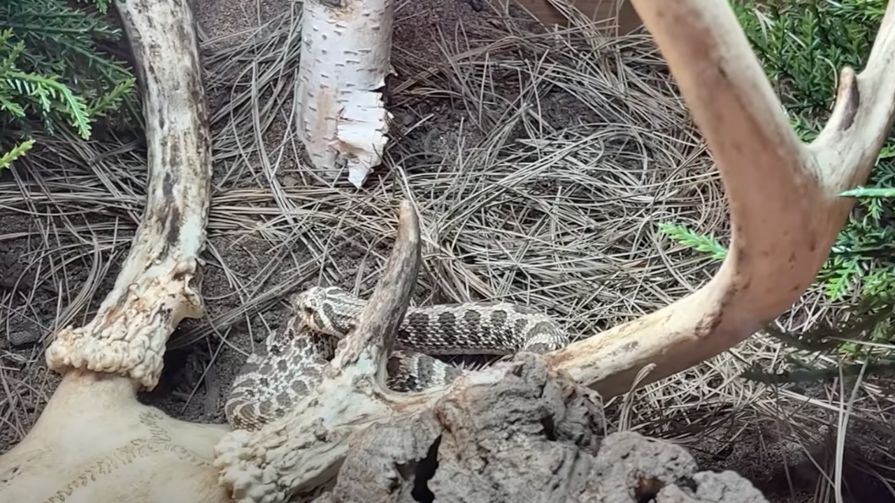Hognose Snake Enclosures & Accessories – Tag – Zen Habitats