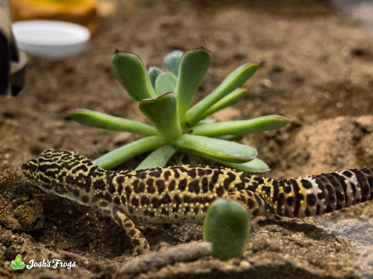 Josh's Frogs BioBedding DESERT Bioactive Substrate (4 quarts) – Zen ...