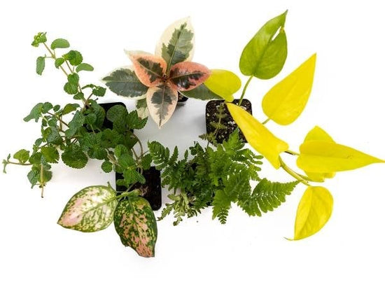 Ball Python Bioactive Tankless Kit (for 4'x2'x2' enclosure) – Zen Habitats