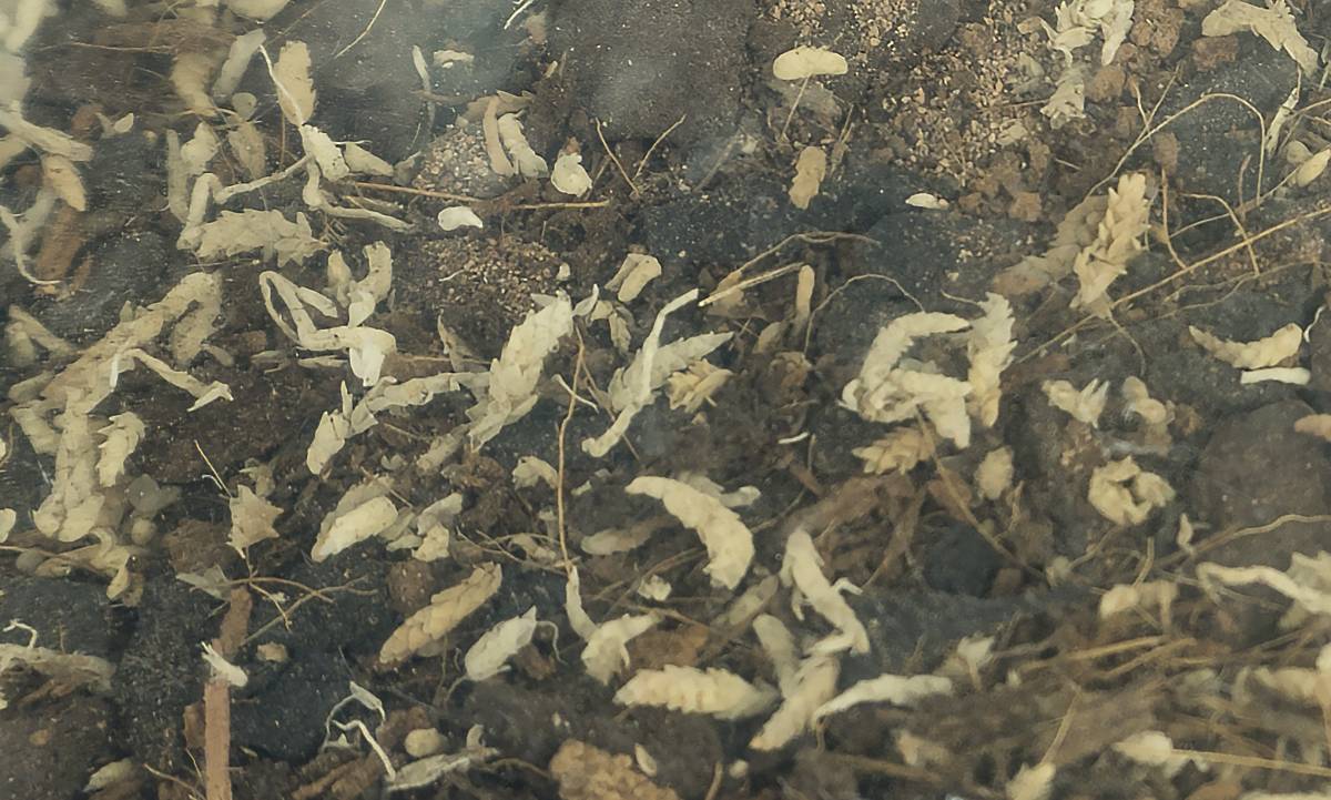 Josh's Frogs BioBedding Tropical Bioactive Substrate (10 quarts) – Zen ...