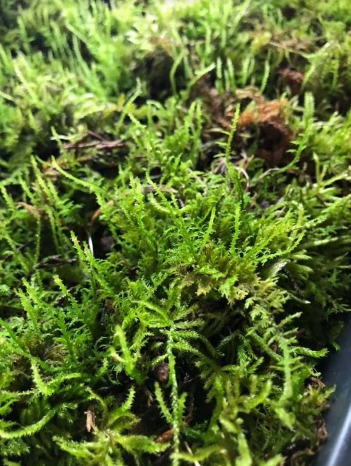 Fresh Sheet Moss (2 quart) – Zen Habitats