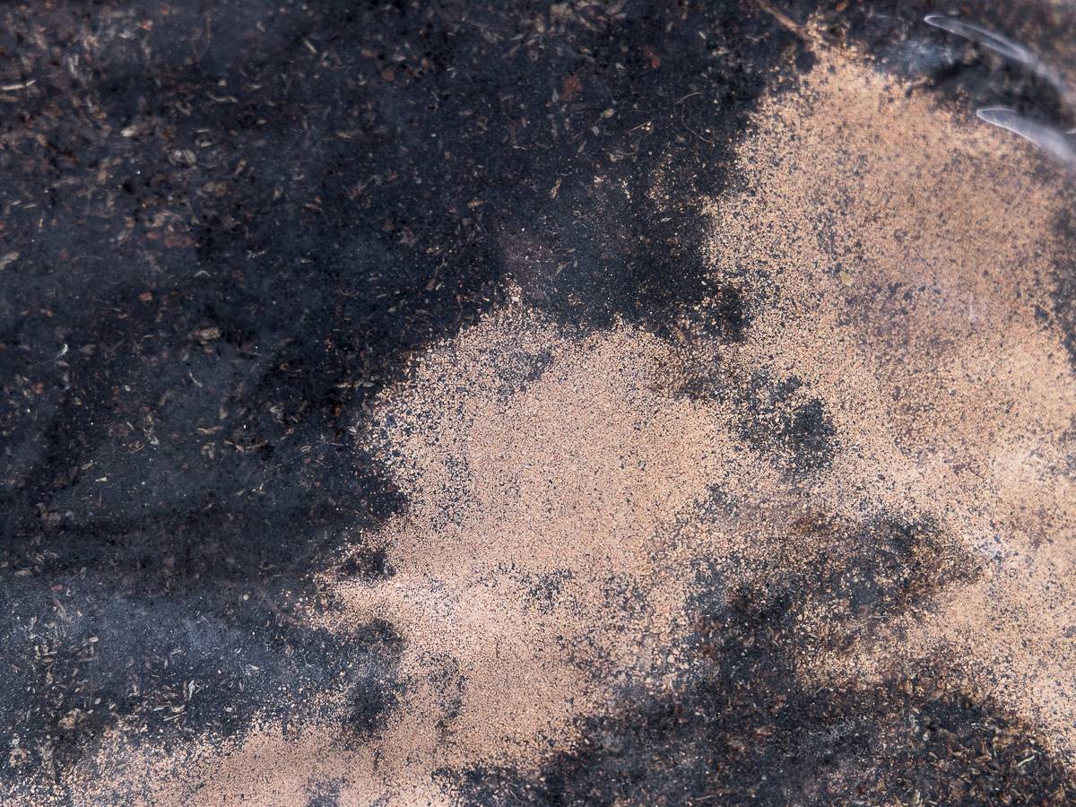 Josh's Frogs BioBedding DESERT Bioactive Substrate (10 quarts) – Zen ...